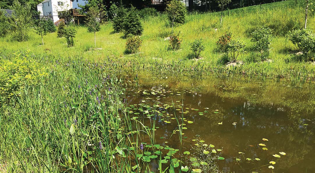 Urban wetlands offer numerous benefits - The Municipal