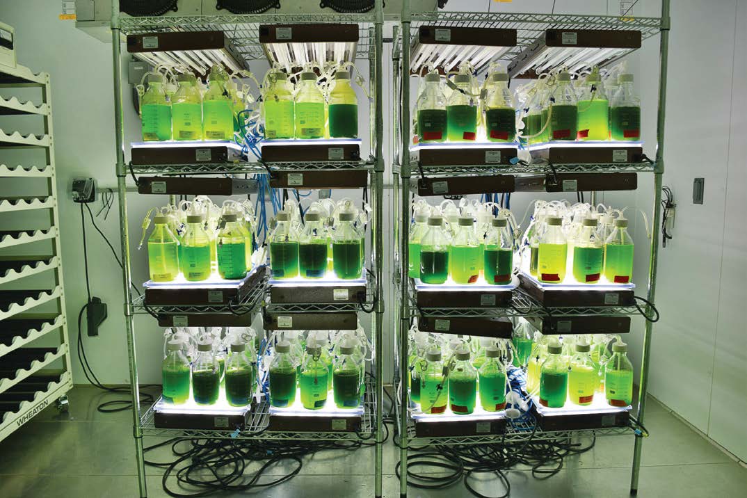 Algae tapped as potential feedstock for renewable biofuel - The Municipal
