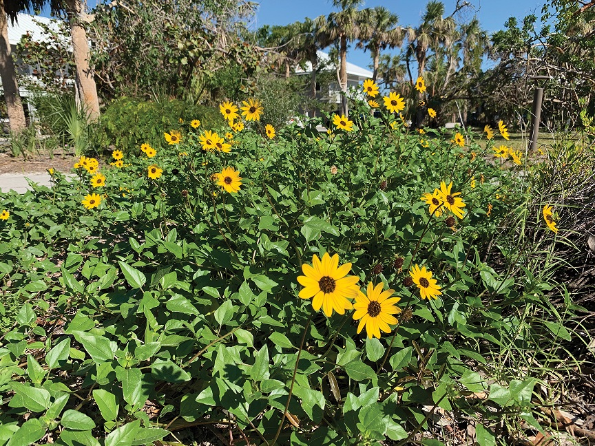 Going native: Cities transition to use of only native plants